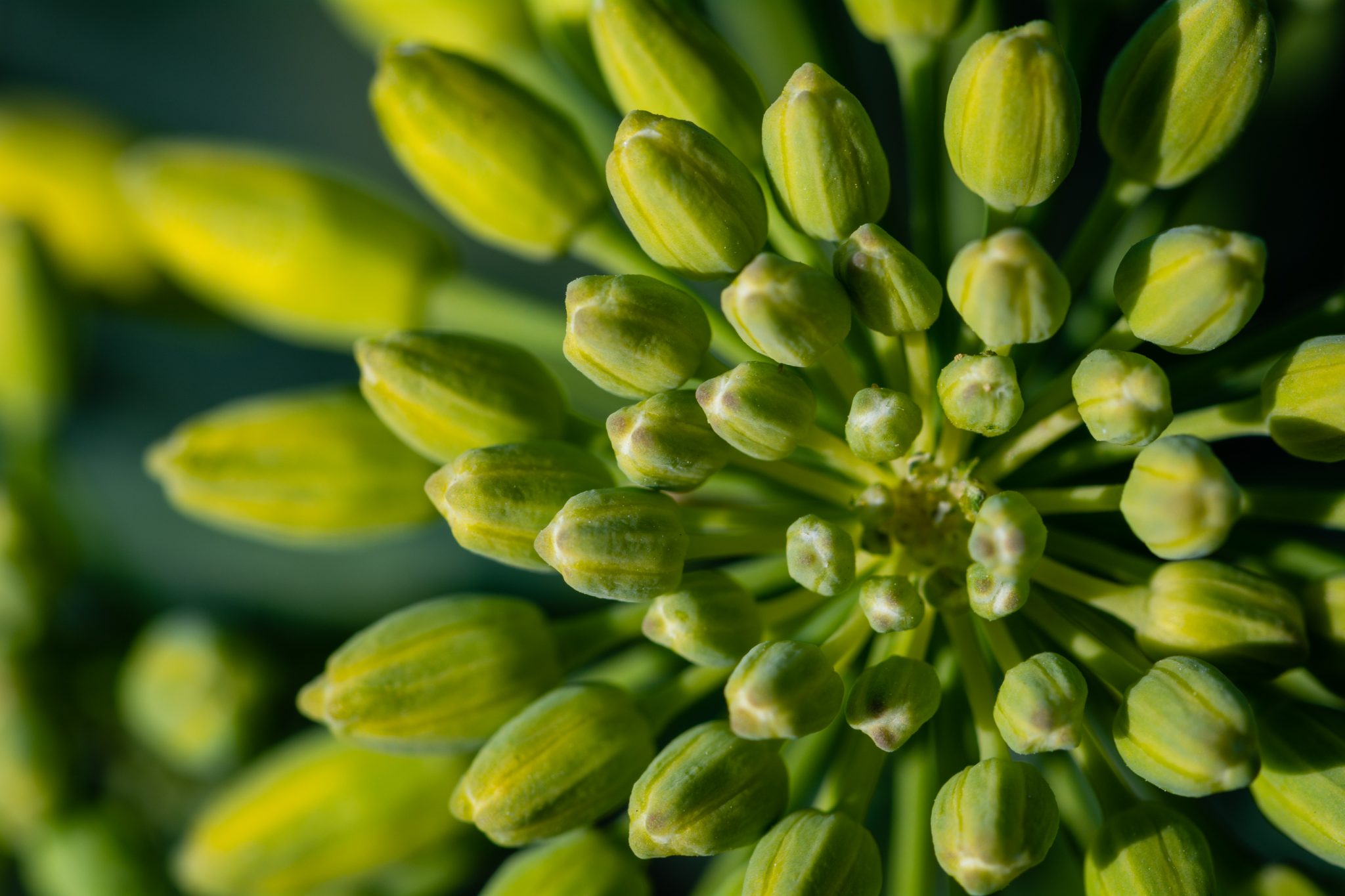 Green Oilseed Buds Close-up | Copyright-free photo (by M. Vorel ...
