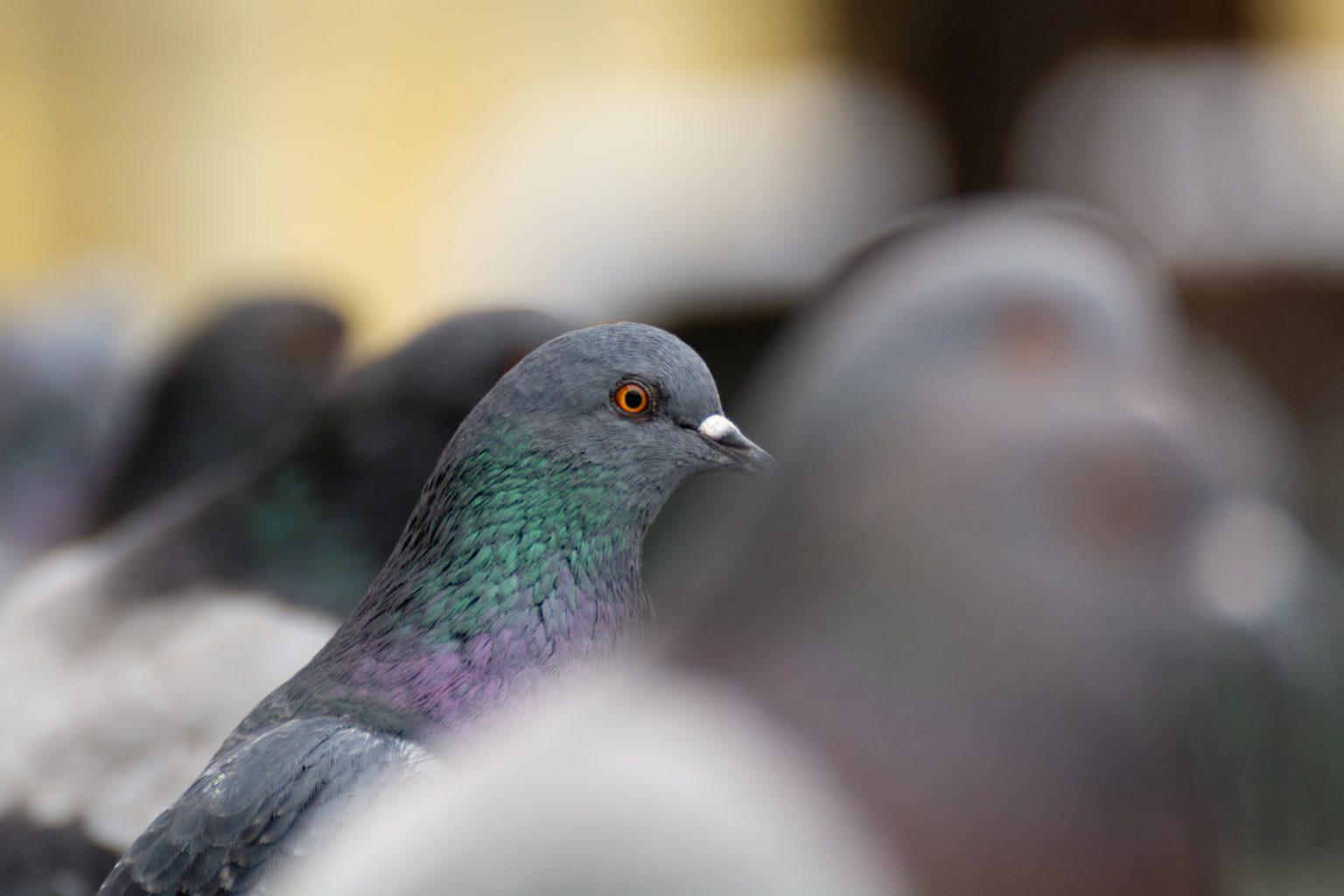 Common Pigeon | Copyright-free photo (by M. Vorel) | LibreShot