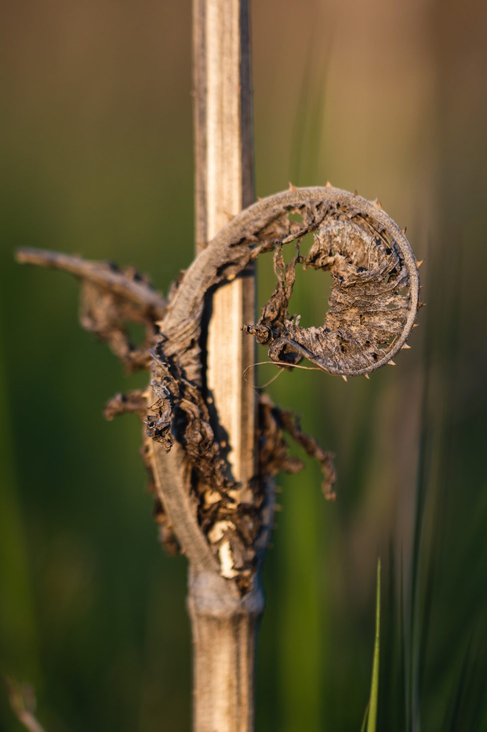 Strange Flower | Copyright-free photo (by M. Vorel) | LibreShot