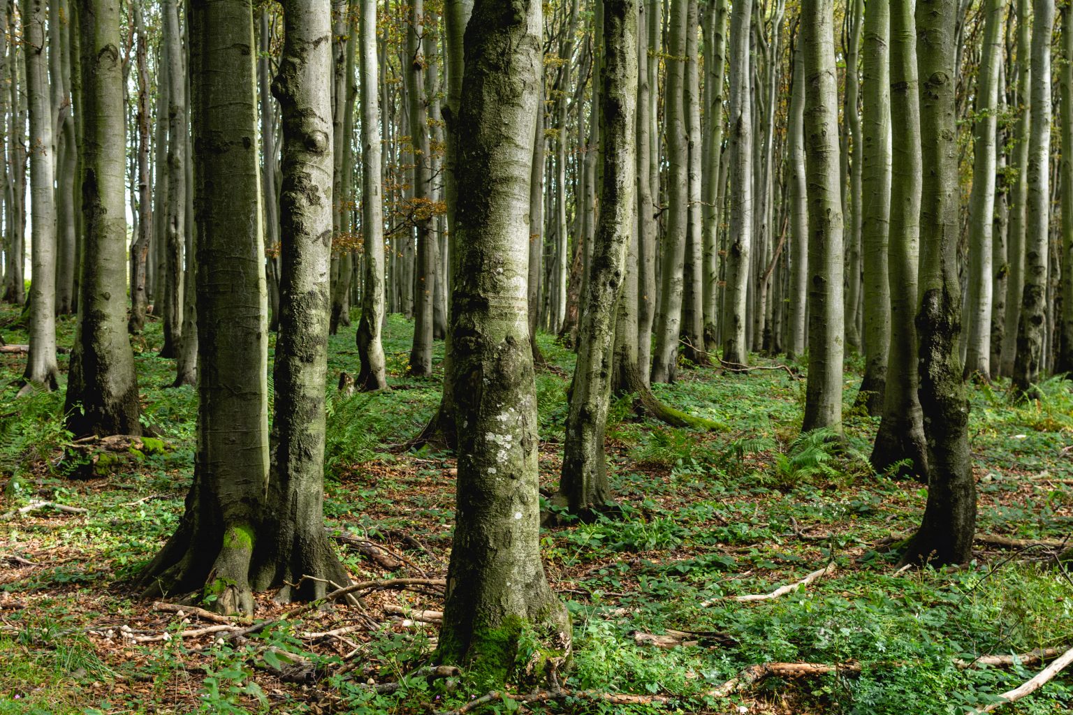 100+ Free Environment stock images. Commercial use. No watermark.