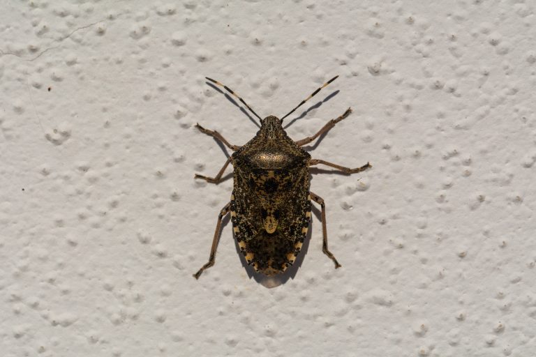 True Bug | Copyright-free photo (by M. Vorel) | LibreShot