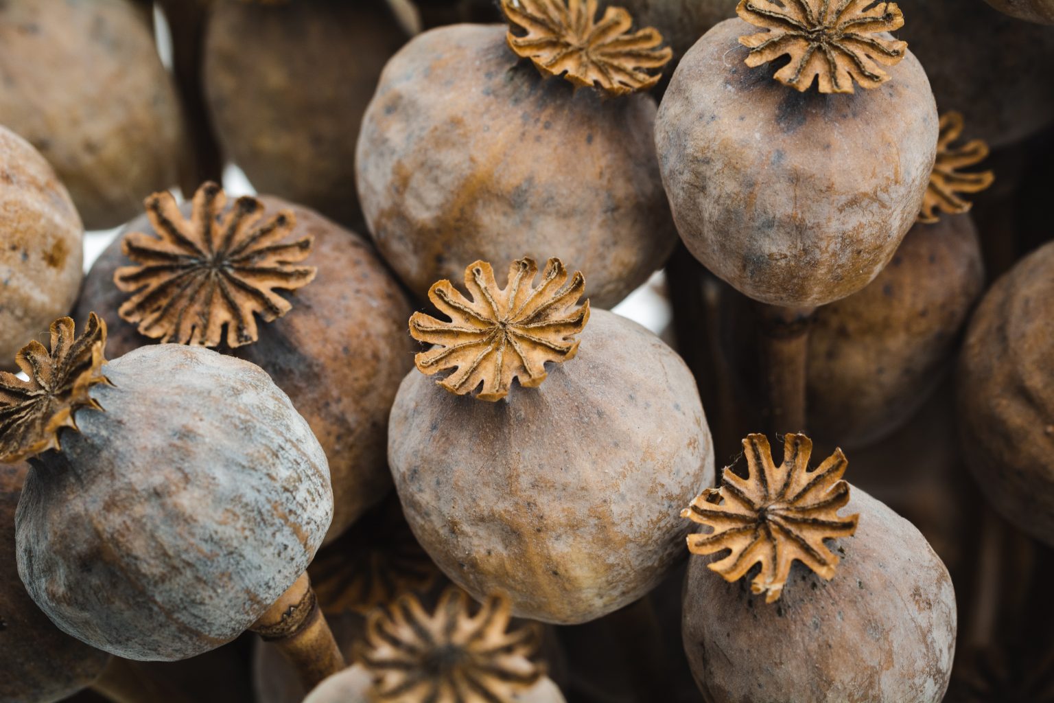 Dry Poppy Buds | Copyright-free photo (by M. Vorel) | LibreShot