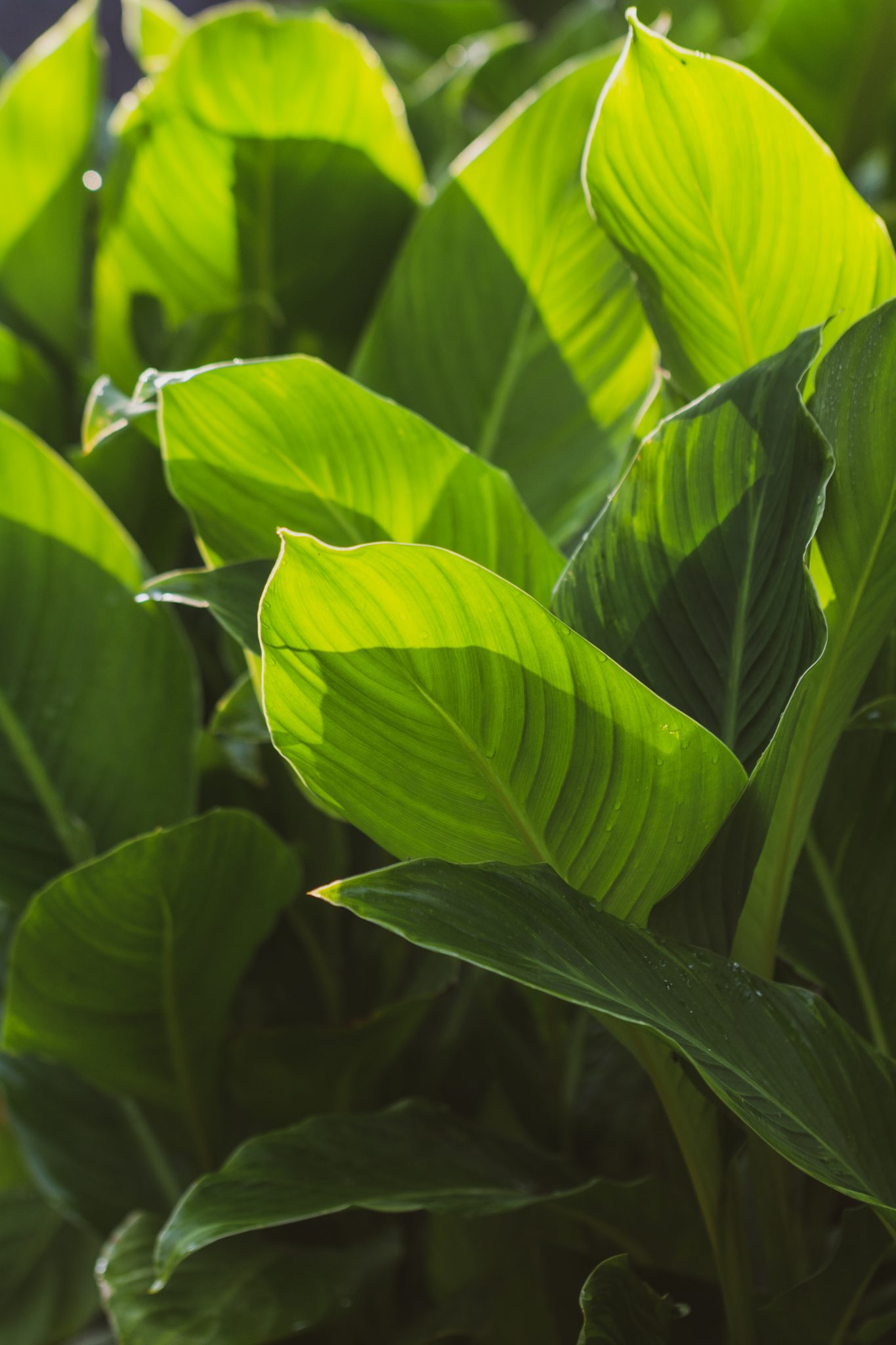 100+ Free Plants stock images. Commercial use. No watermark.